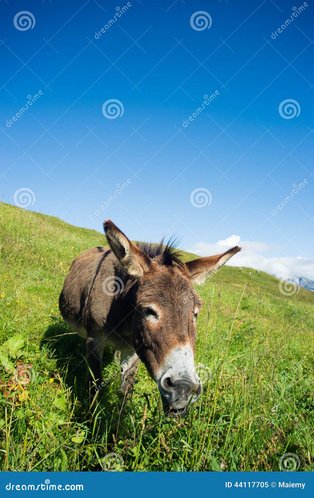 Donkey on a Meadow in the High Mountains in Summer Stock Image - Image ...