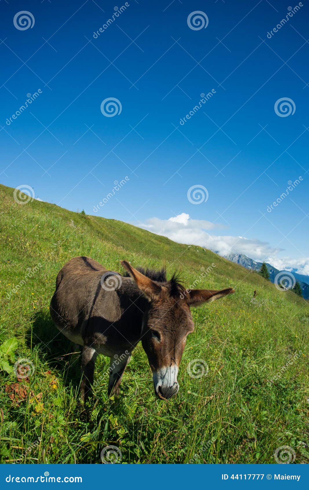 Donkey on a Meadow in the High Mountains in Summer Stock Image - Image ...