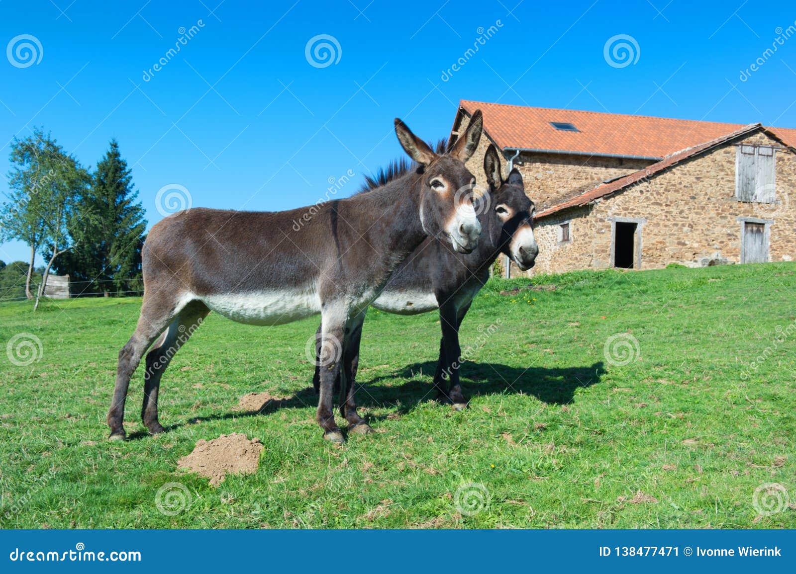 Donkey at the farm stock image. Image of portrait, pasture - 138477471