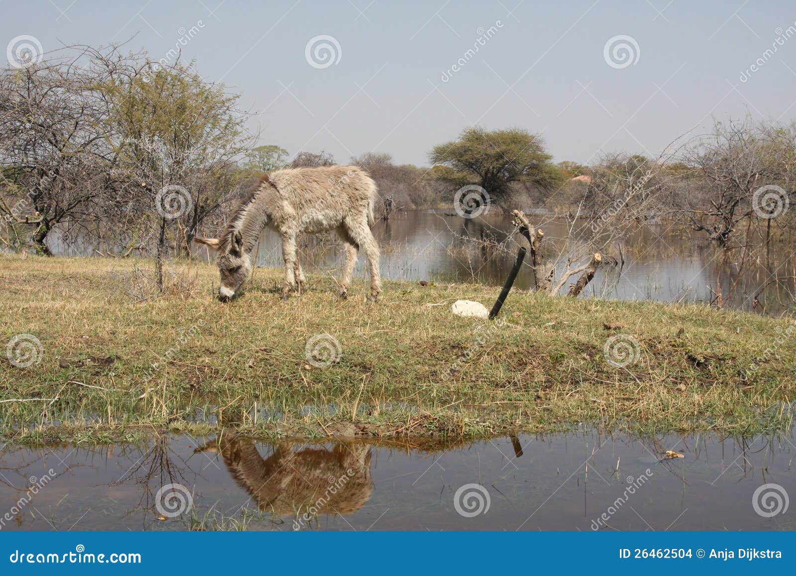 Donkey at a mirror stock photo. Image of group, fourwheel - 26462504