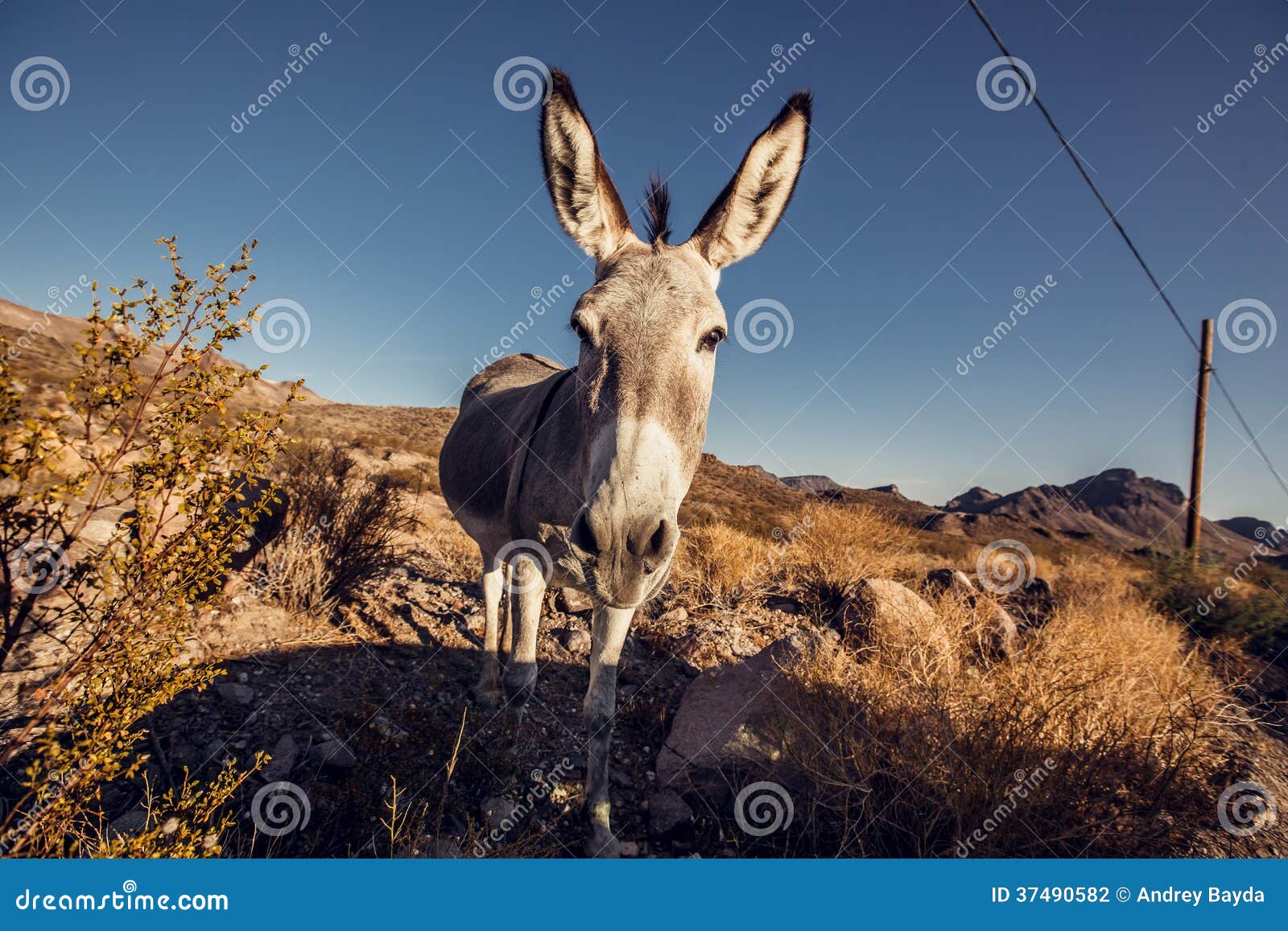Donkey in the Mojave Desert Stock Photo - Image of heat, mountain: 37490582