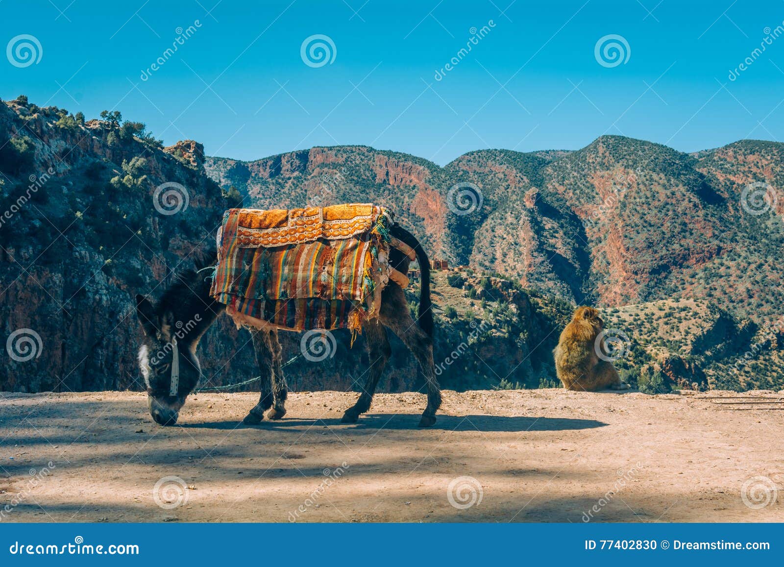 Donkey and Monkey stock photo. Image of beautiful, world - 77402830