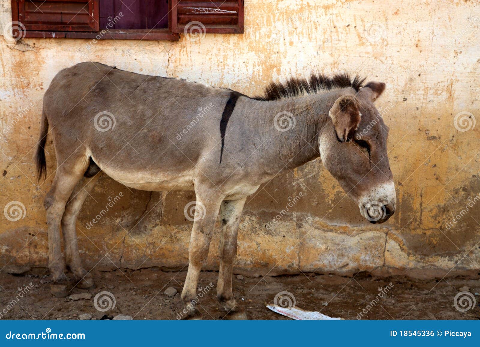 Donkey in mopti stock photo. Image of slow, horizontal - 18545336