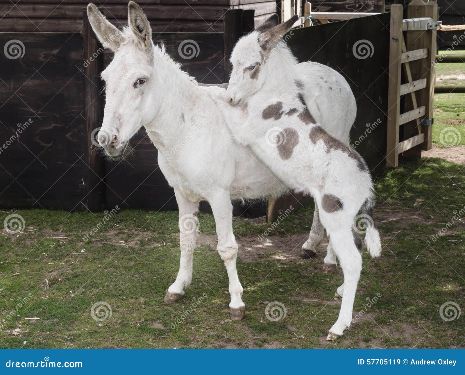 Donkey mother and foal stock image. Image of paddock - 57705119