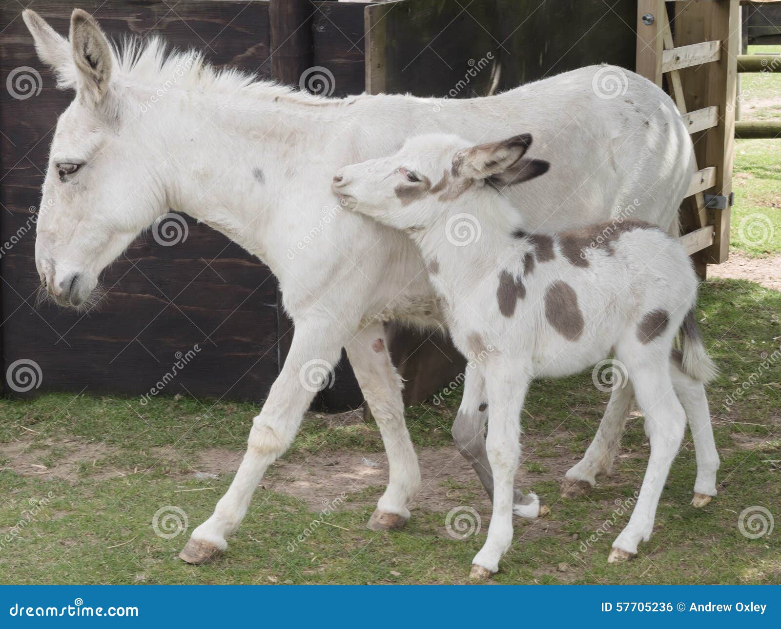 Donkey mother and foal stock photo. Image of paddock - 57705236