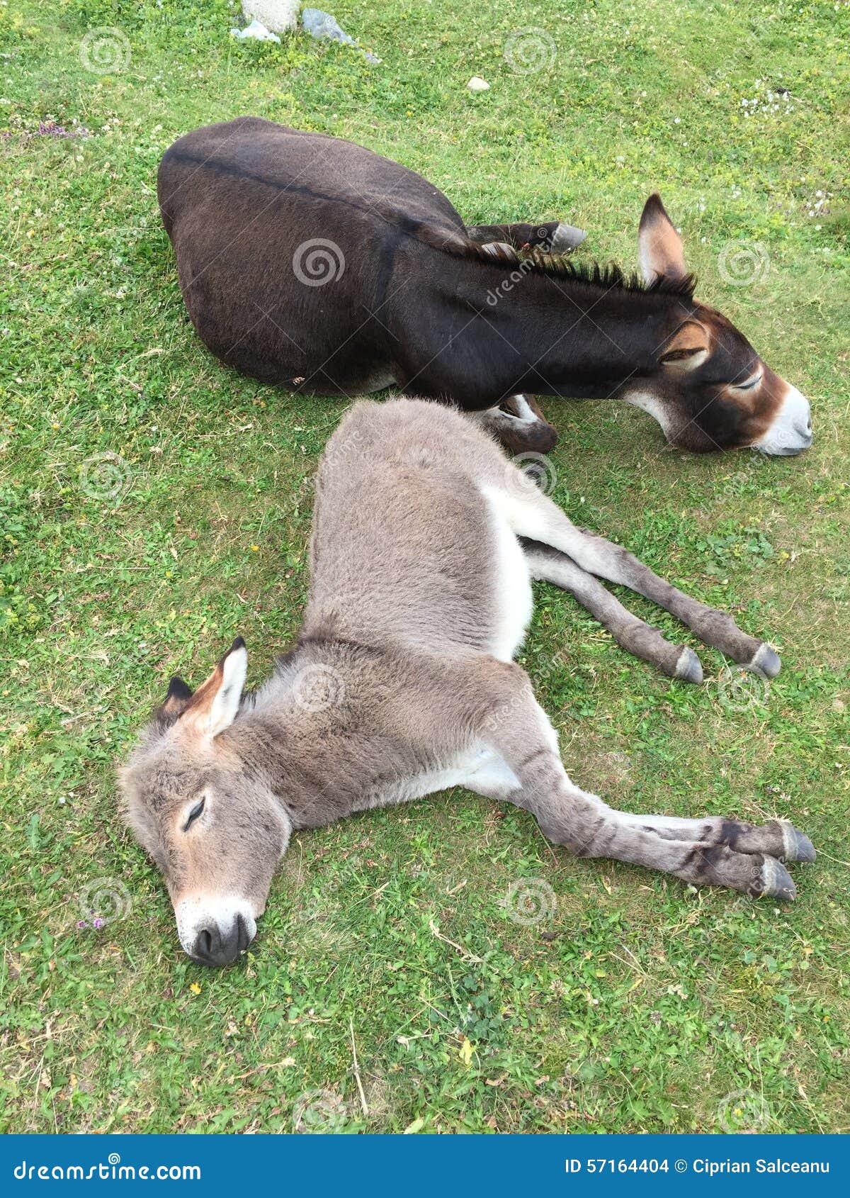 Donkey Mother With Its Baby Royalty-Free Stock Photography ...