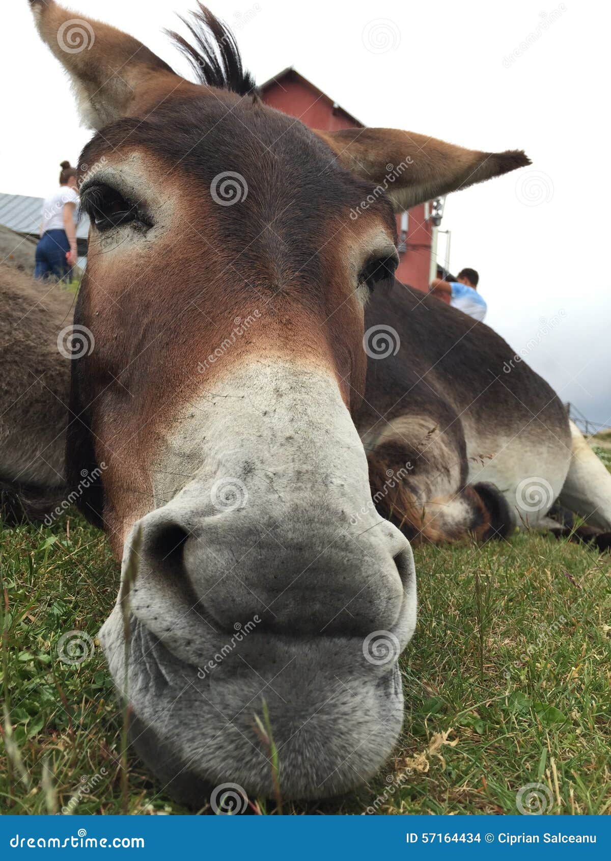 Donkey Mother and Son Sleeping Stock Photo - Image of wildlife, peak ...