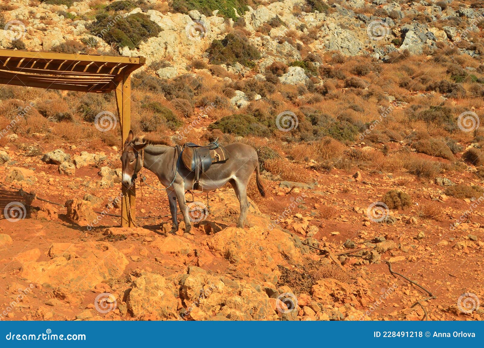 Donkey in the Mountains in Crete, Greece Stock Photo - Image of island ...