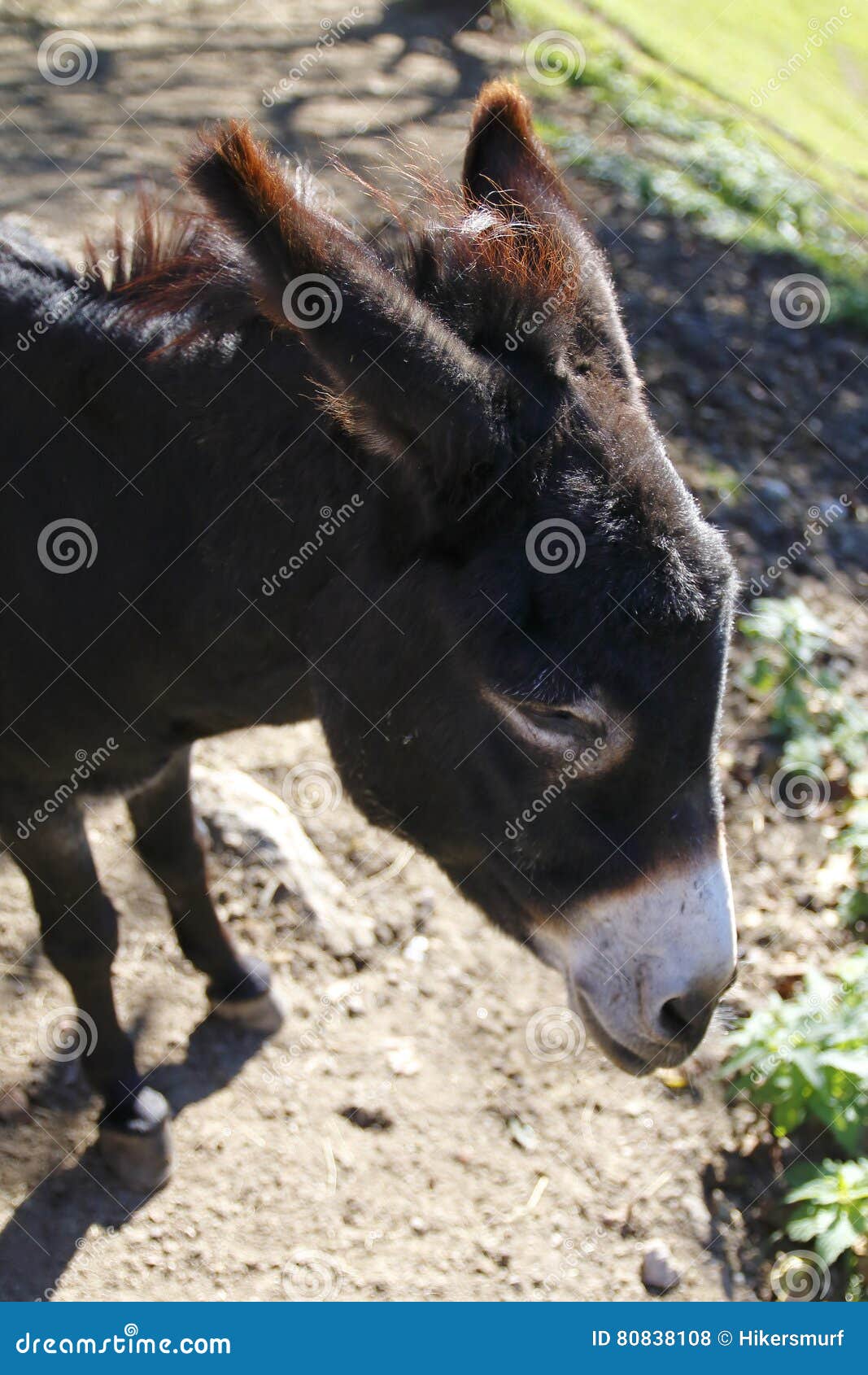 Donkey mule stock photo. Image of animal, hoofed, ground - 80838108