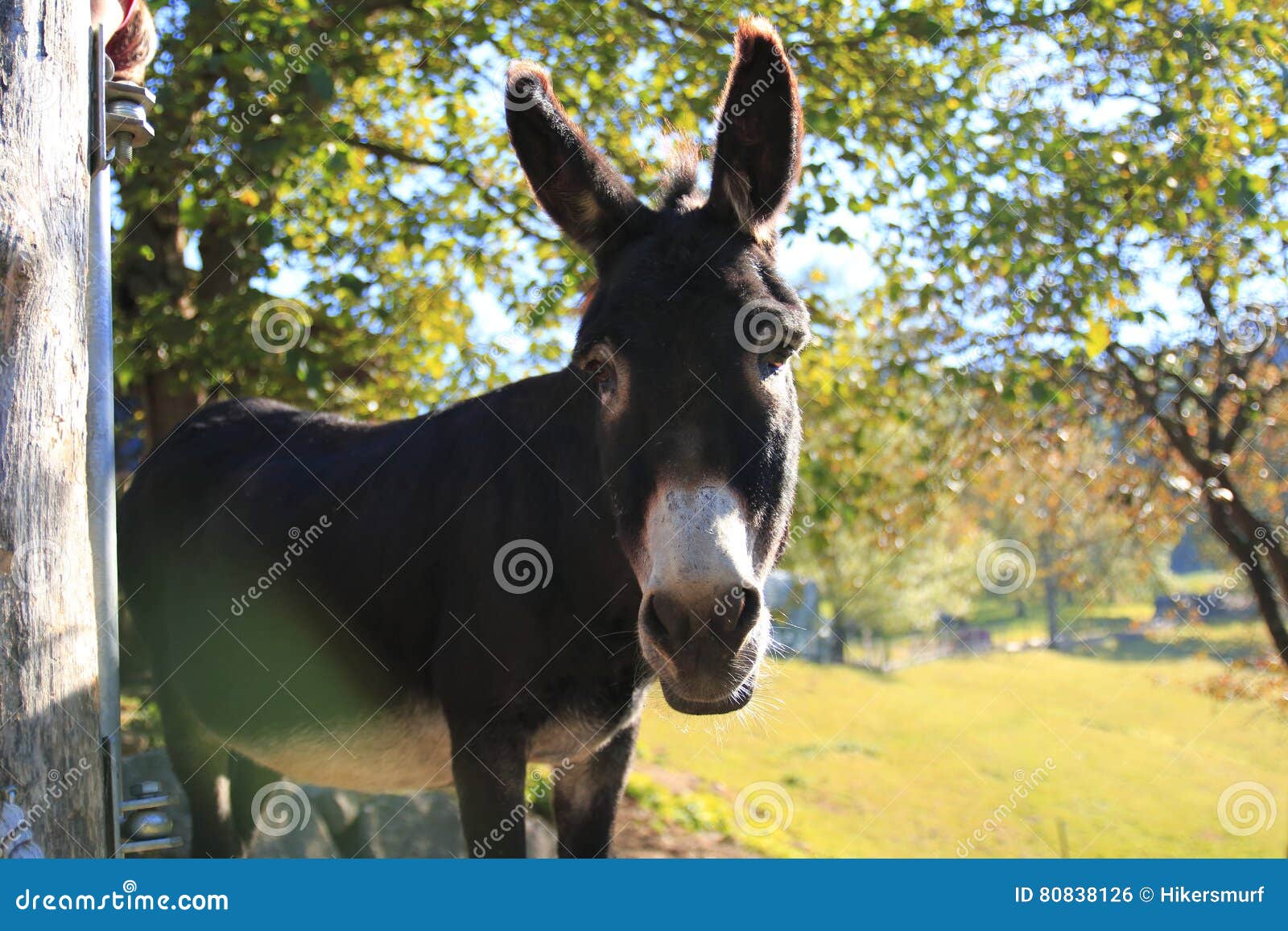 Donkey Mule Sitting In Mediterranean Olive Tree Royalty-Free Stock ...
