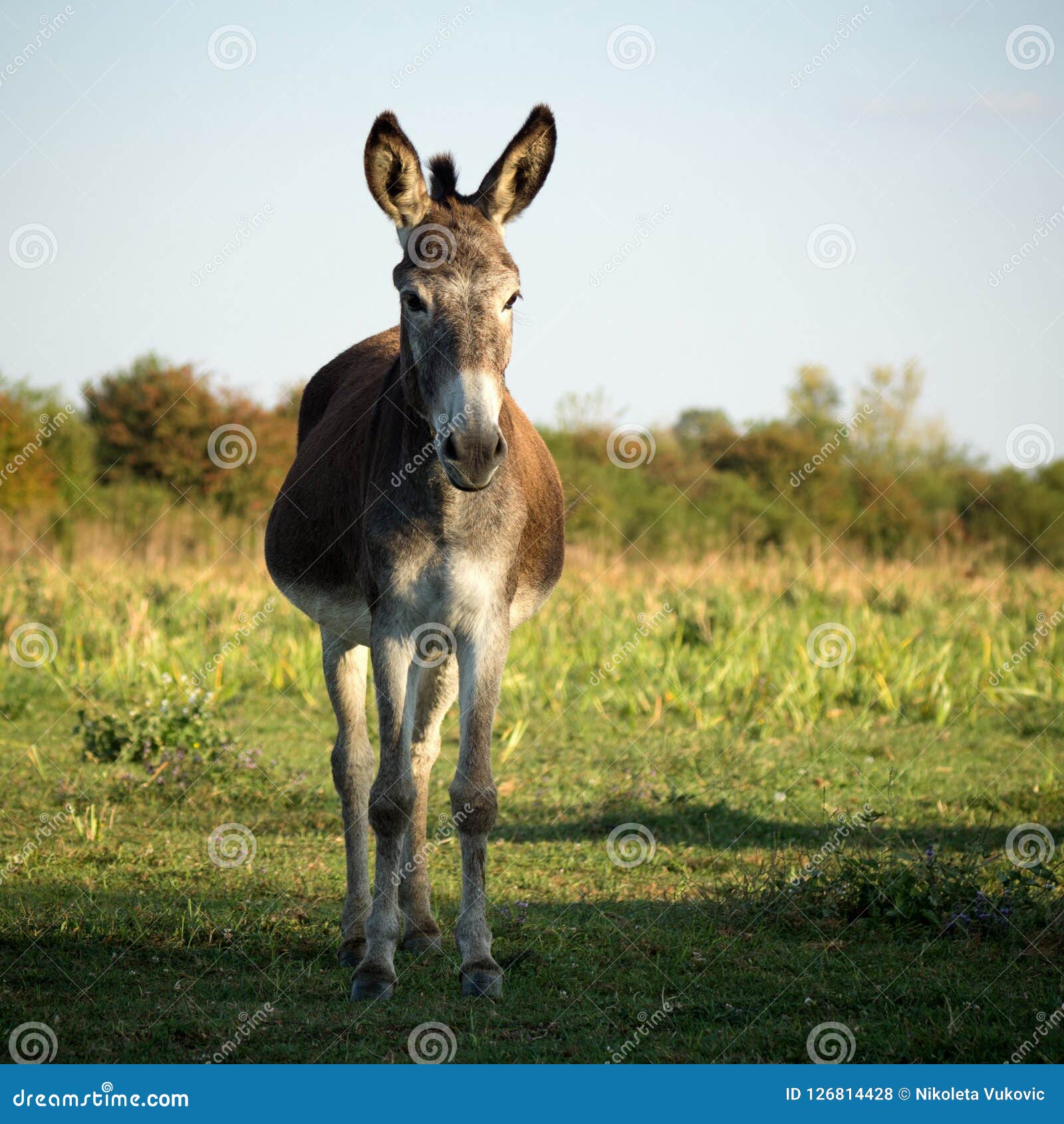 Donkey in nature stock photo. Image of front, countryside - 126814428