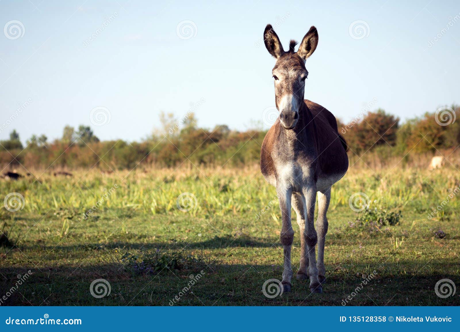 Donkey in nature stock photo. Image of rural, grass - 135128358