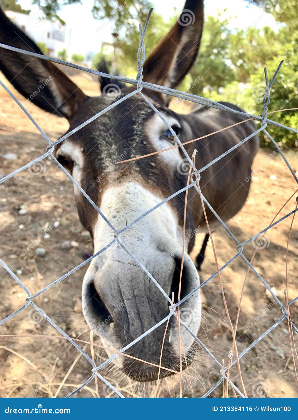 Donkey nose stock photo. Image of chain, ears, face - 213384116