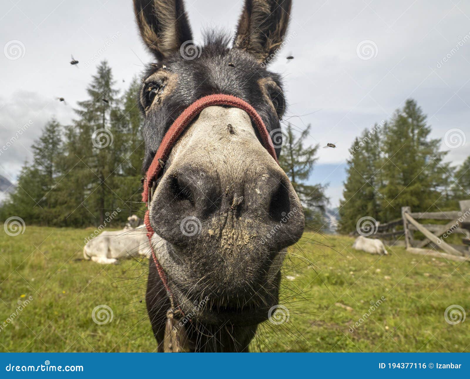 Donkey Nose Royalty-Free Stock Image | CartoonDealer.com #56750500