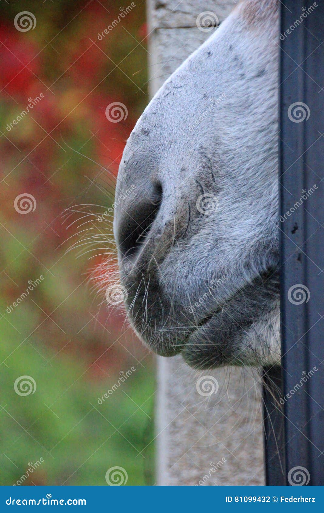 Donkey Nose stock photo. Image of animal, rural, domestic - 81099432