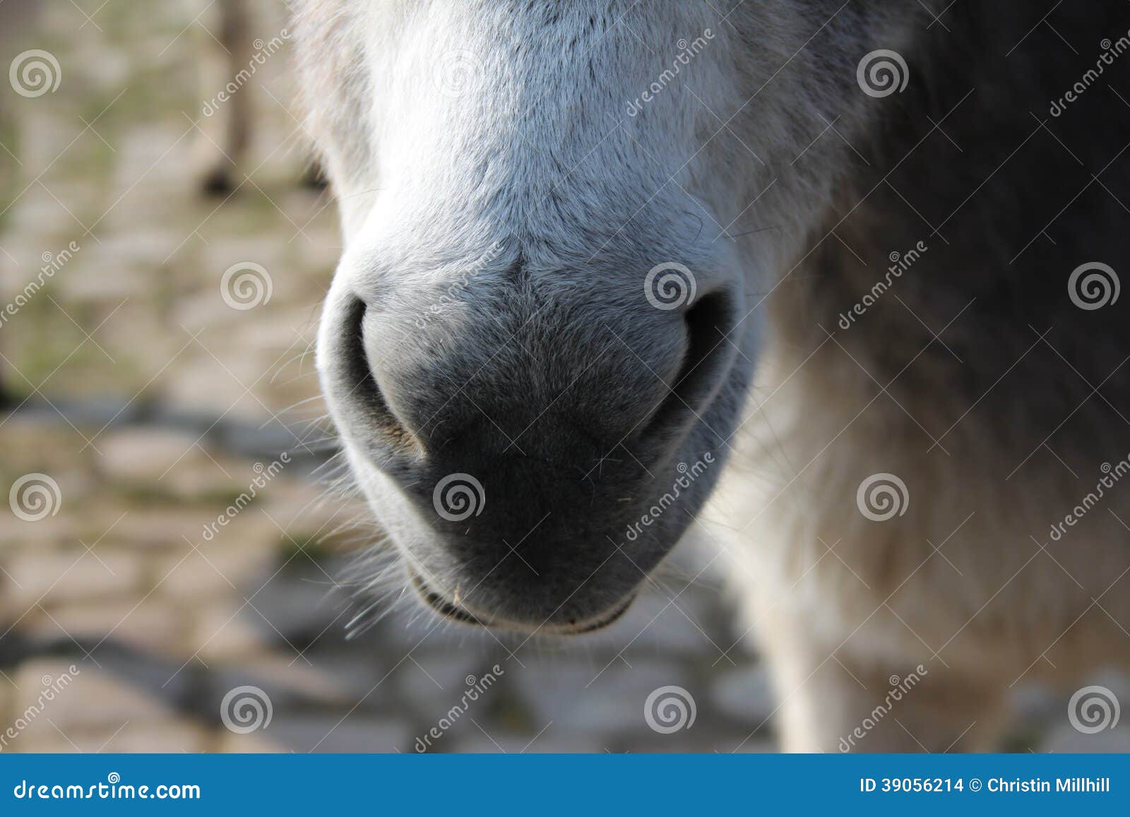 Donkey nose stock photo. Image of landscape, meadow, cheerful - 39056214
