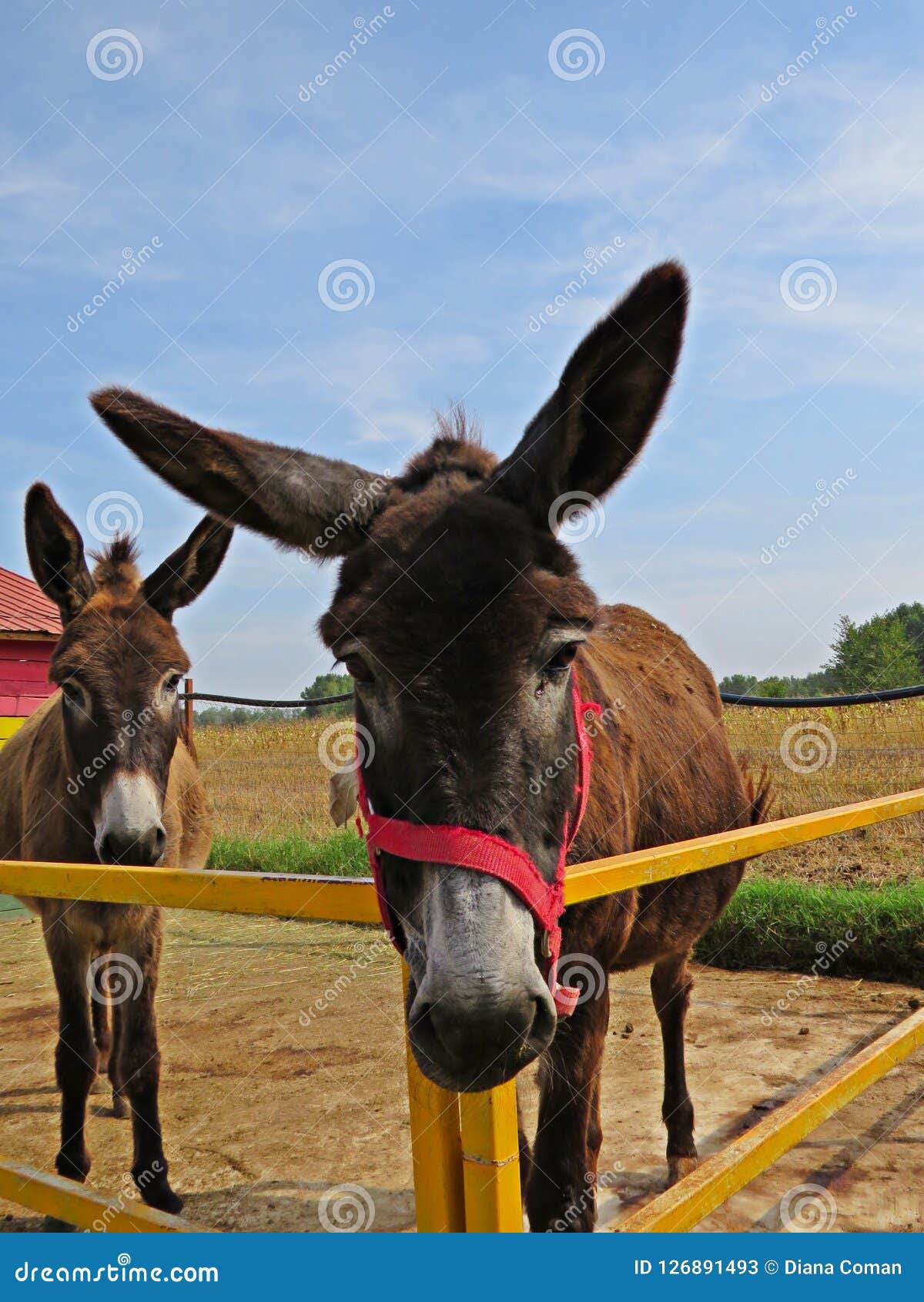 Donkeys stock image. Image of cage, agriculture, mammal - 126891493