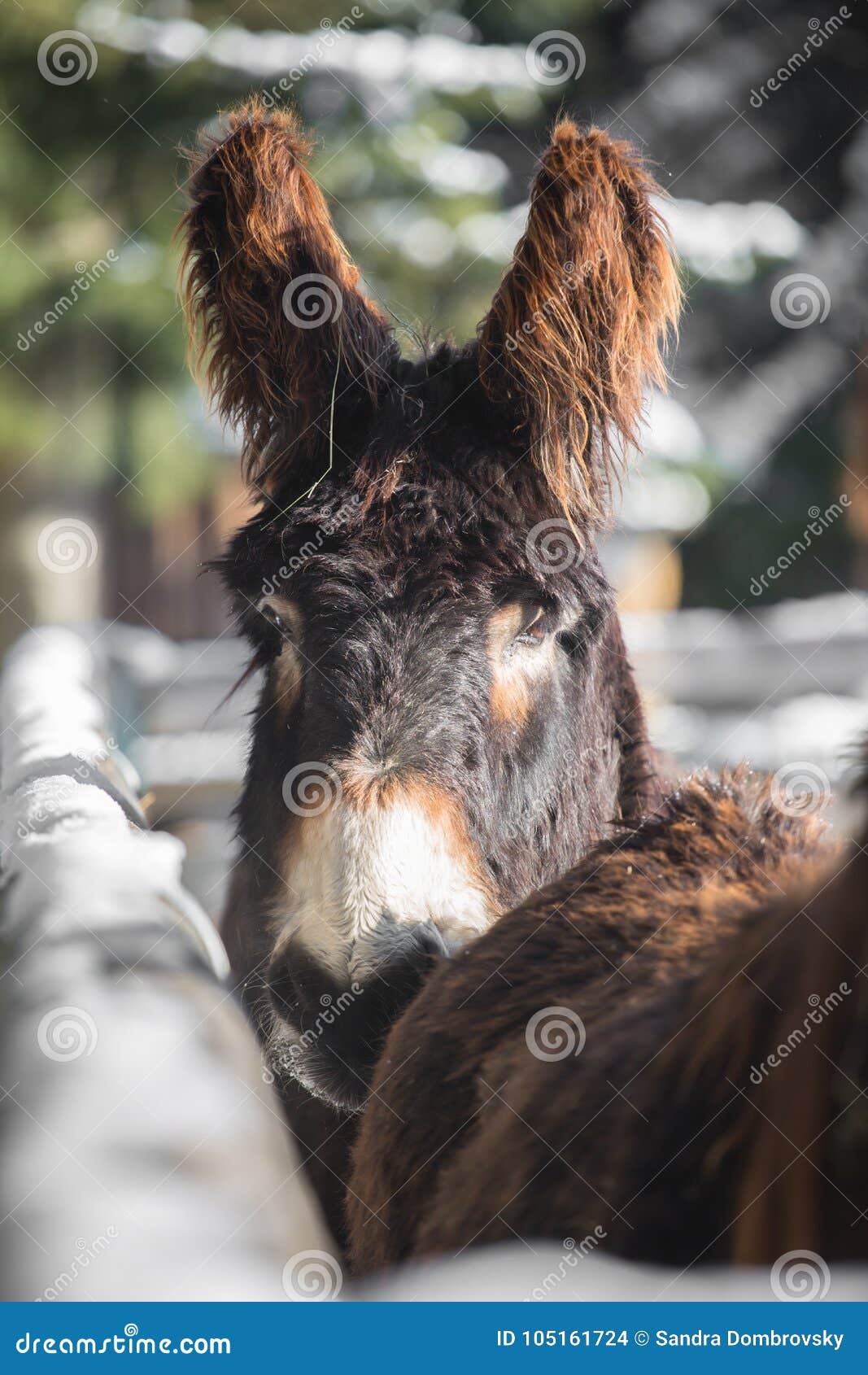 A Donkey Outside with Beautiful Light Stock Photo - Image of eyes ...