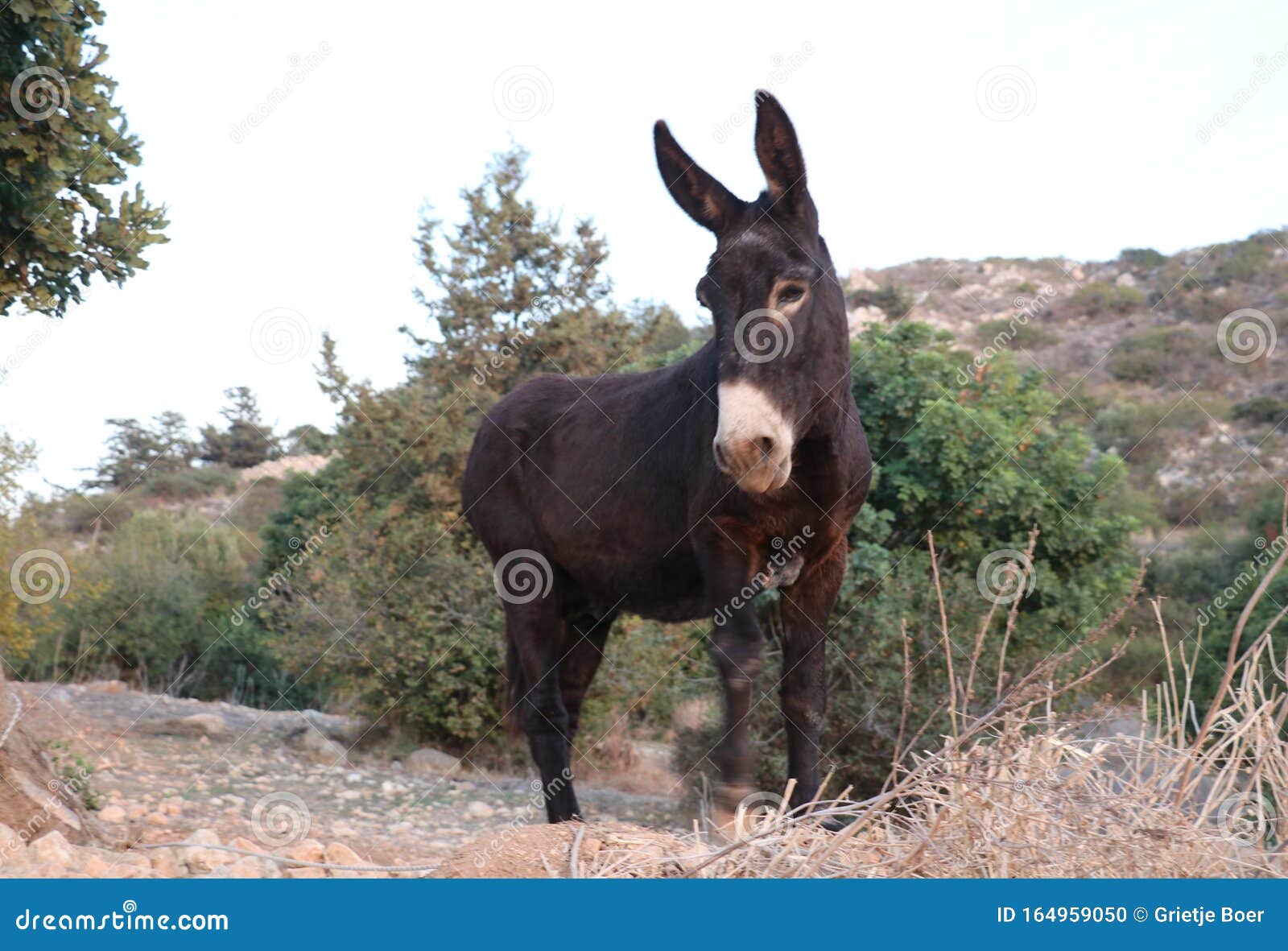 Donkey in Paphos, Cyprus stock photo. Image of donkey - 164959050