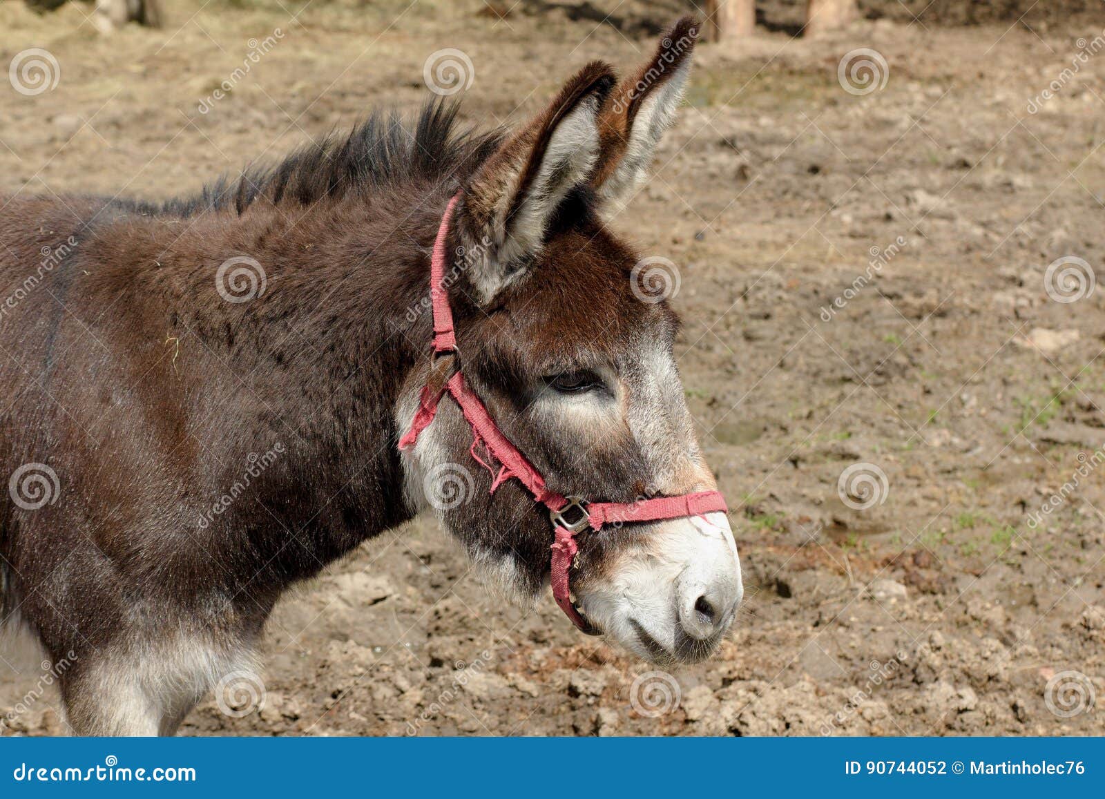 Donkey on a pasture stock photo. Image of grass, fluff - 90744052