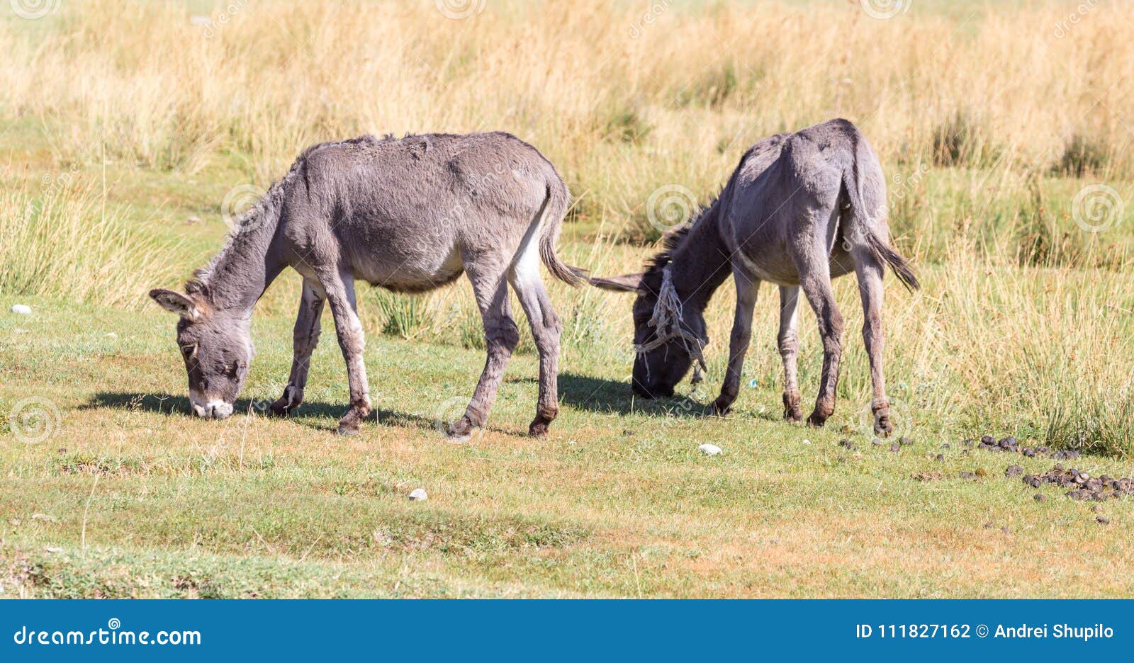 Donkey in a Pasture in the Fall Stock Photo - Image of head, grey ...