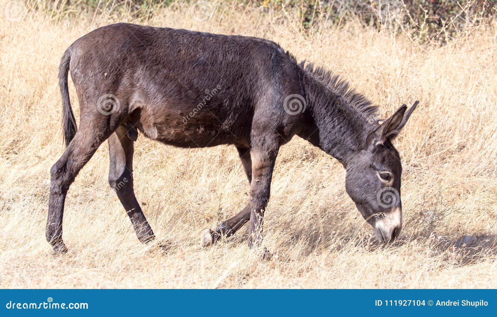 Donkey in a Pasture in the Fall Stock Photo - Image of animal, grazing ...