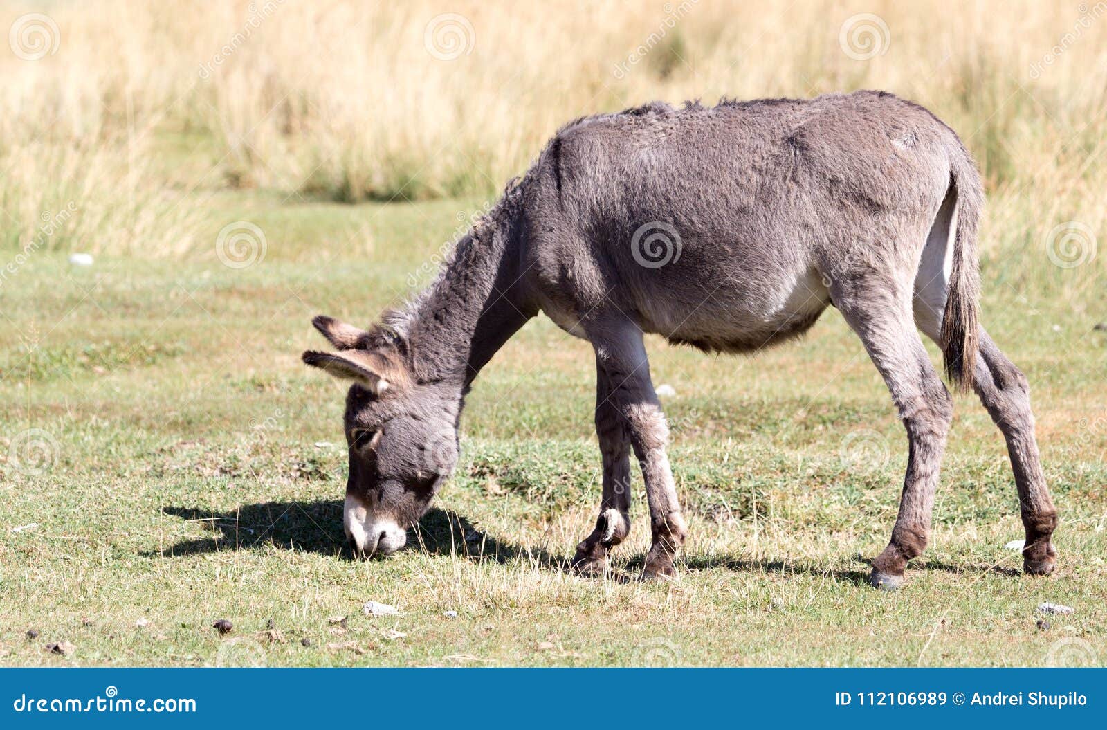 Donkey in a Pasture in the Fall Stock Image - Image of animal, field ...