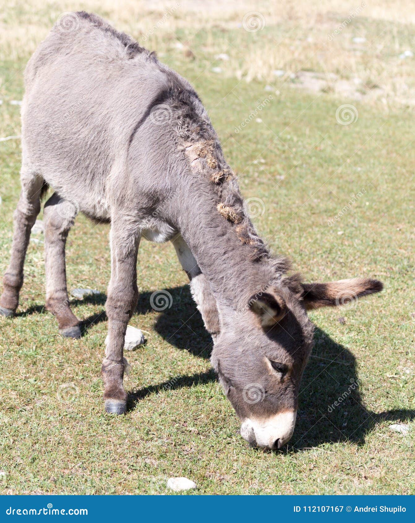 Donkey in a Pasture in the Fall Stock Image - Image of cute, rural ...