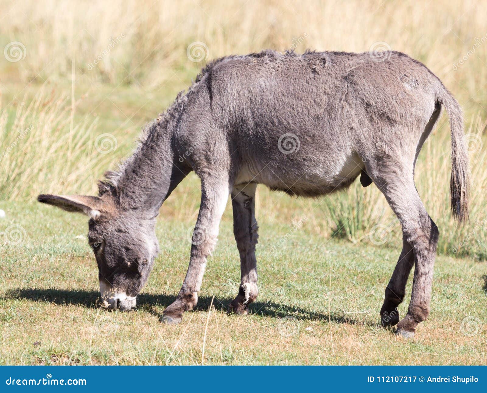 Donkey in a Pasture in the Fall Stock Image - Image of grey, autumn ...