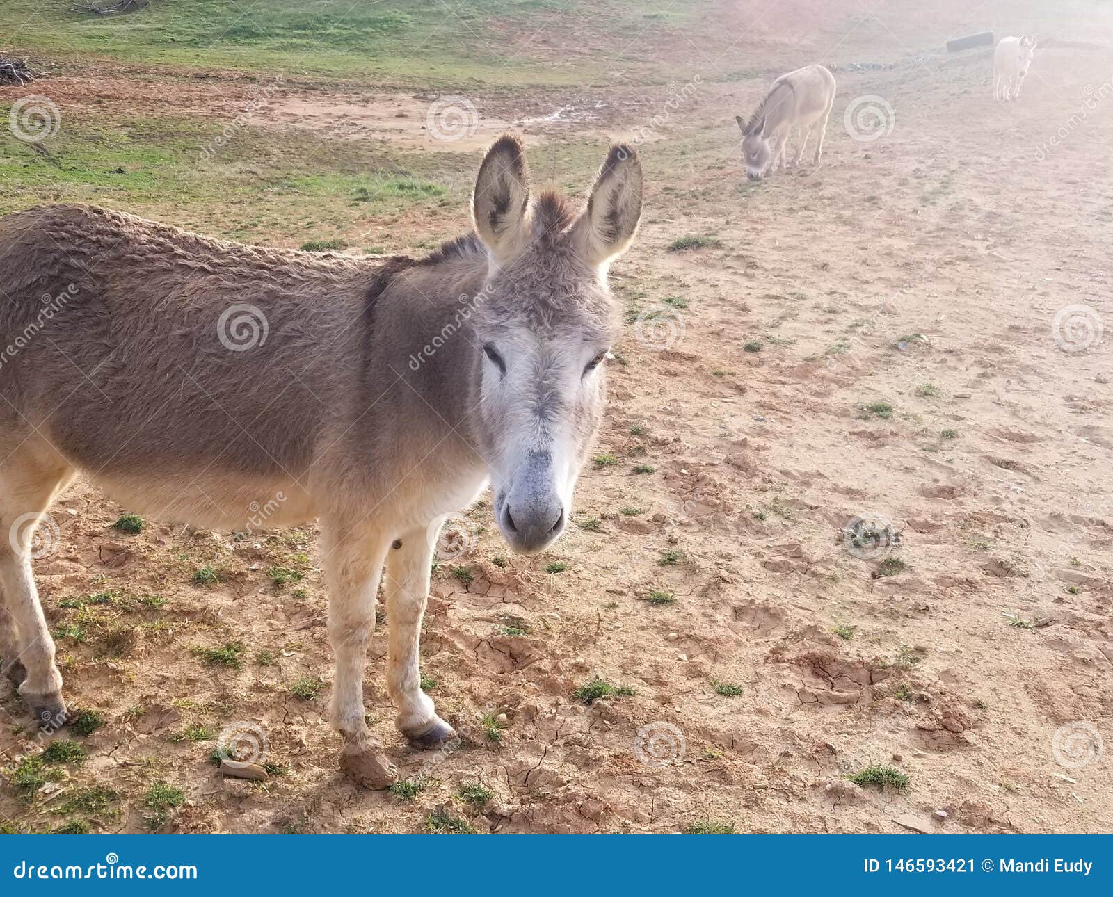 Donkey in Pasture Field Furry Cute Brown Stock Image - Image of furry ...