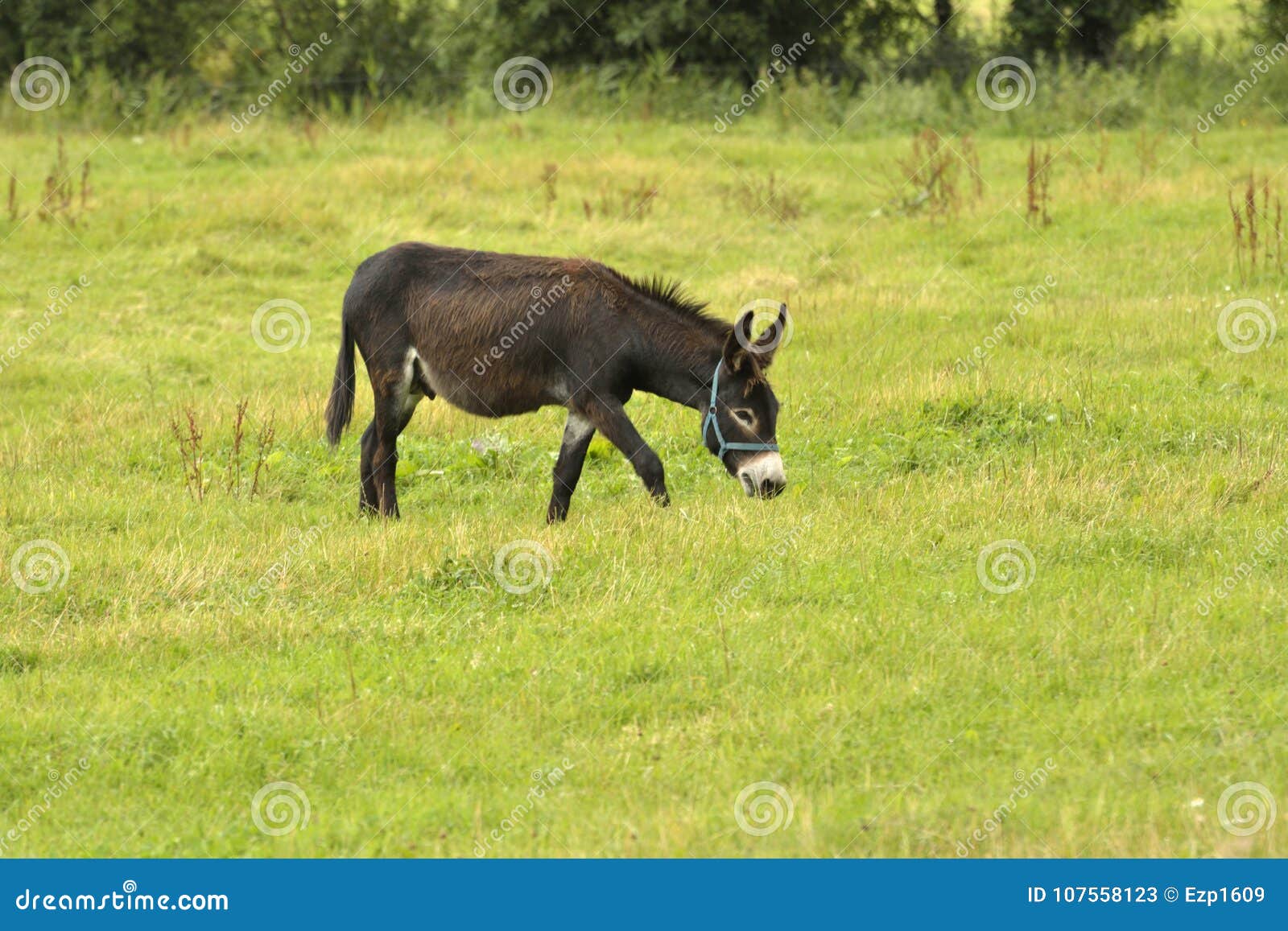 Donkey in the pasture stock image. Image of grassland - 107558123