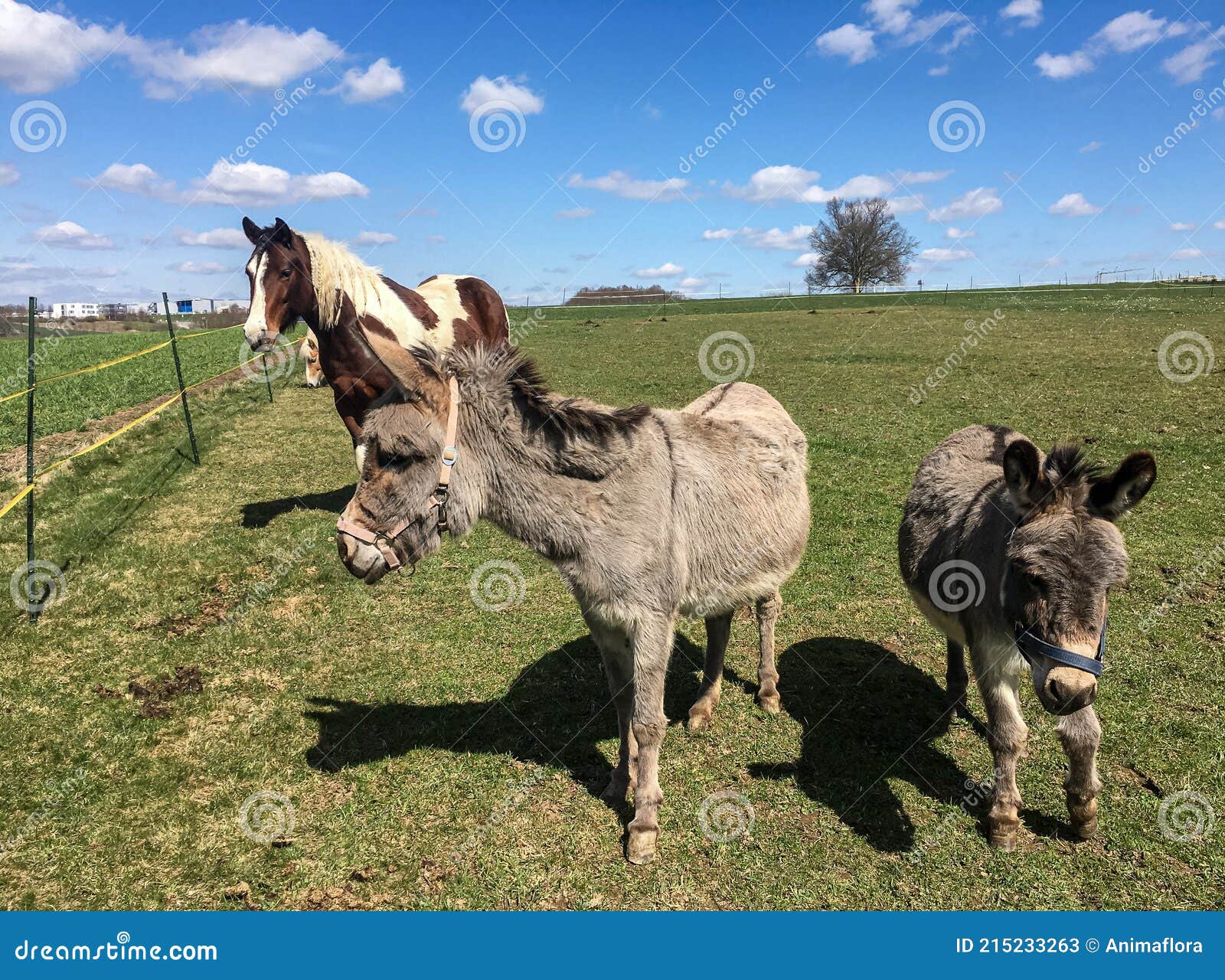 Donkey in a Pasture in Summer Stock Image - Image of herd, mule: 215233263