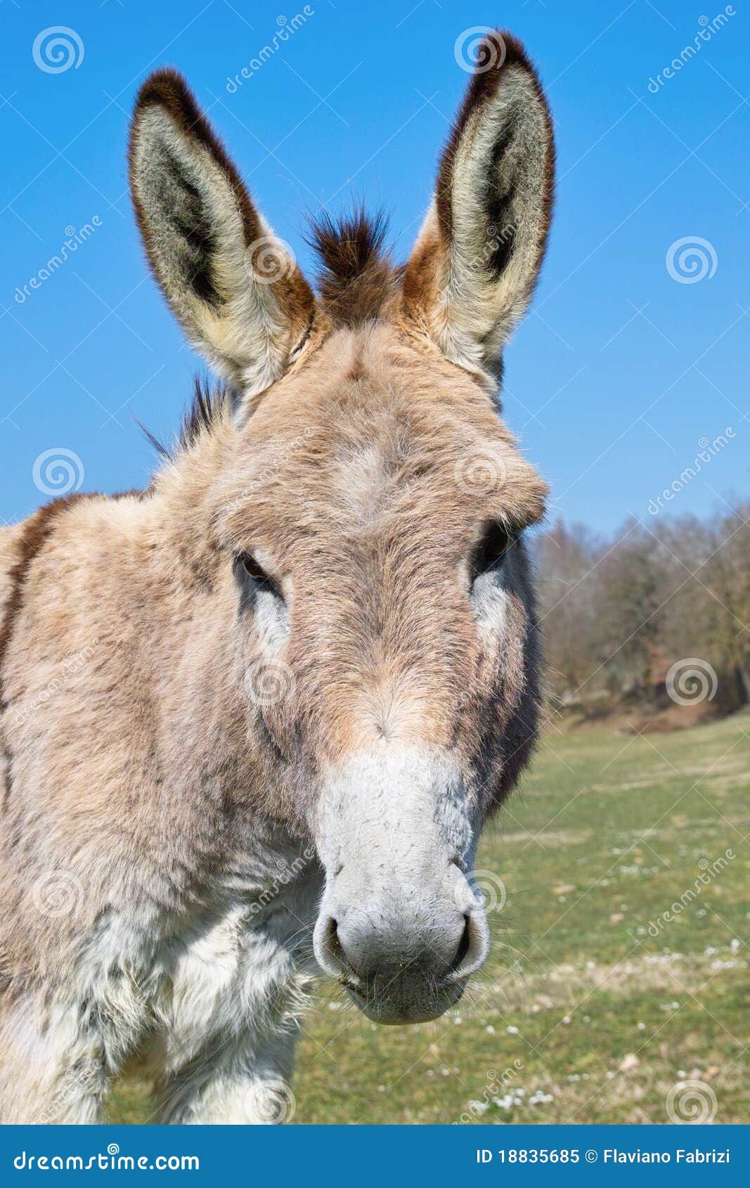 Donkey, portrait stock image. Image of equus, amiata - 18835685