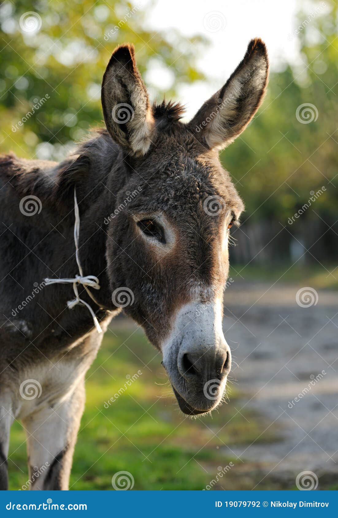 Donkey portrait stock photo. Image of animal, donkey - 19079792