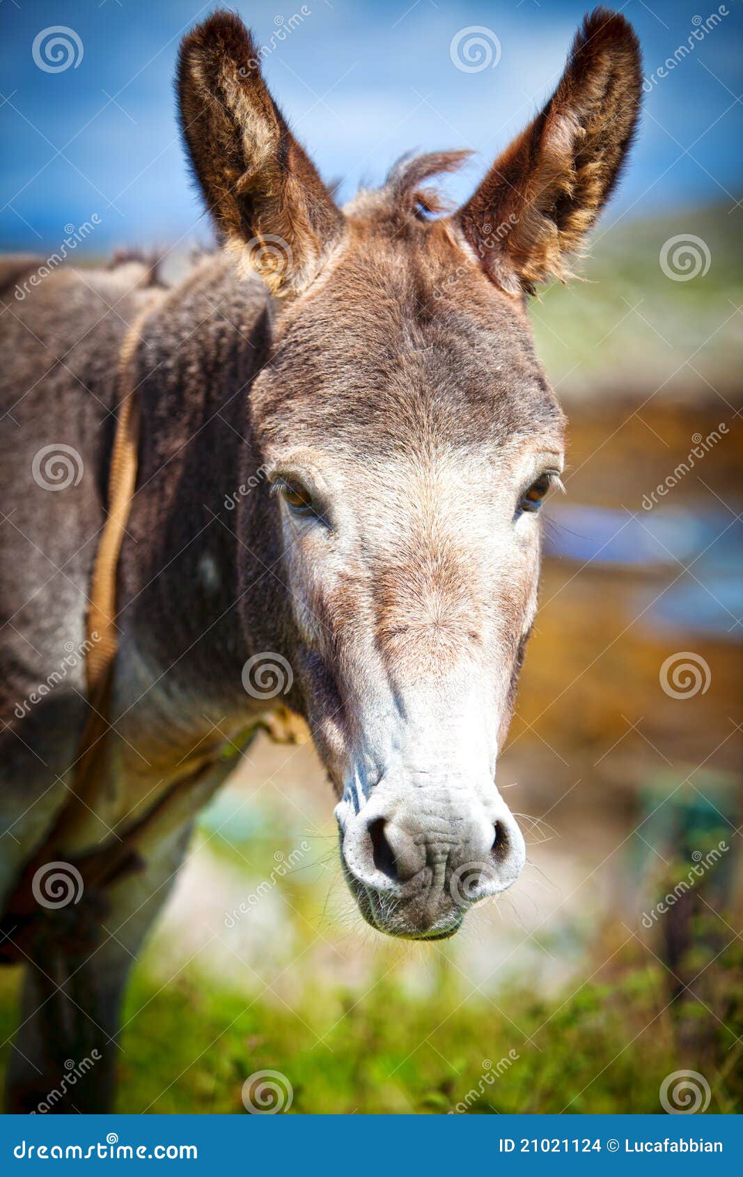 Donkey Portrait stock photo. Image of snout, donkey, rural - 21021124