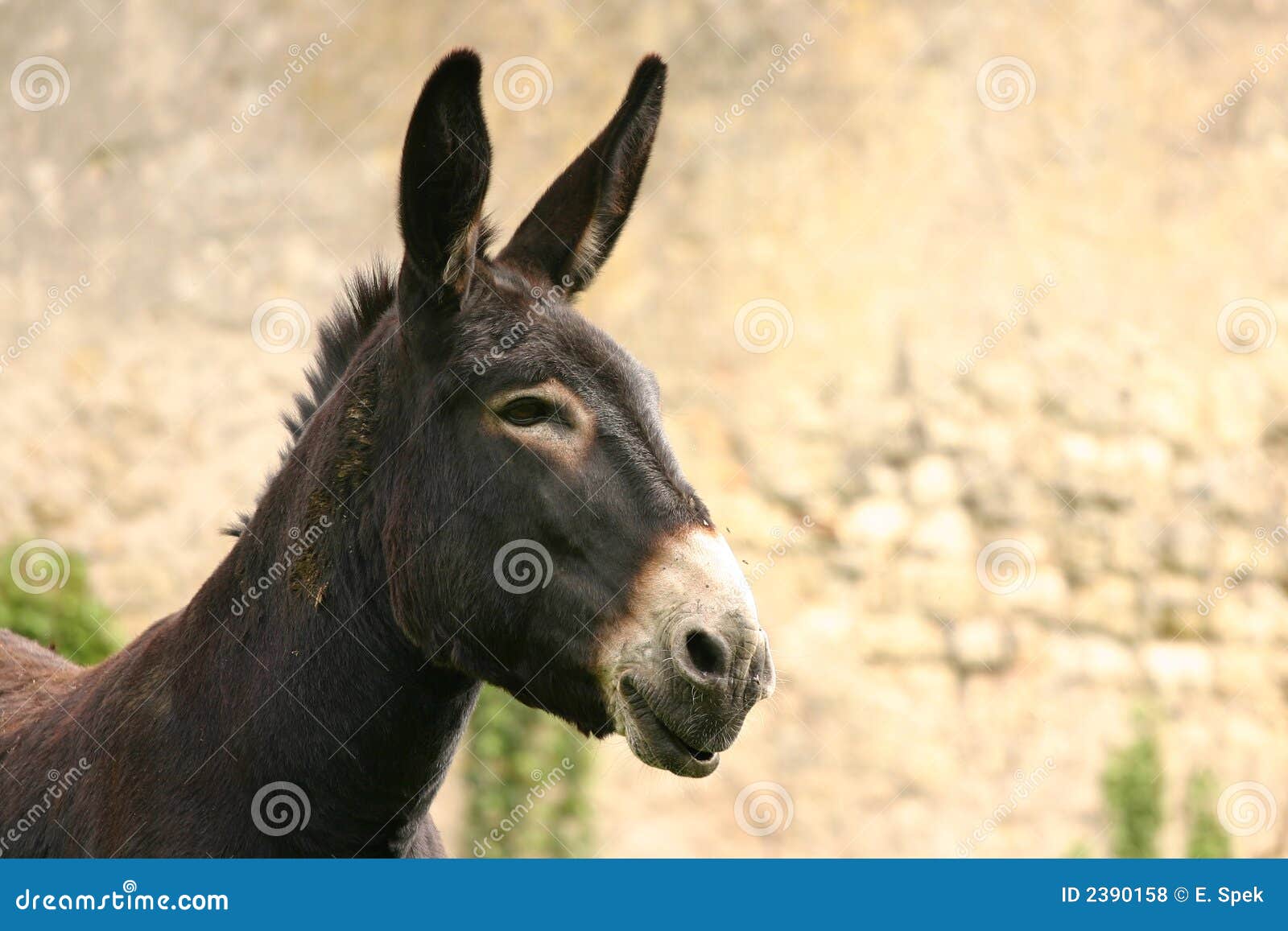 Donkey portrait stock photo. Image of pasture, scenery - 2390158