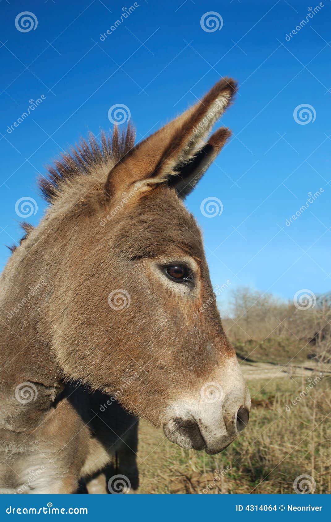 Donkey portrait stock photo. Image of pointed, nostril - 4314064