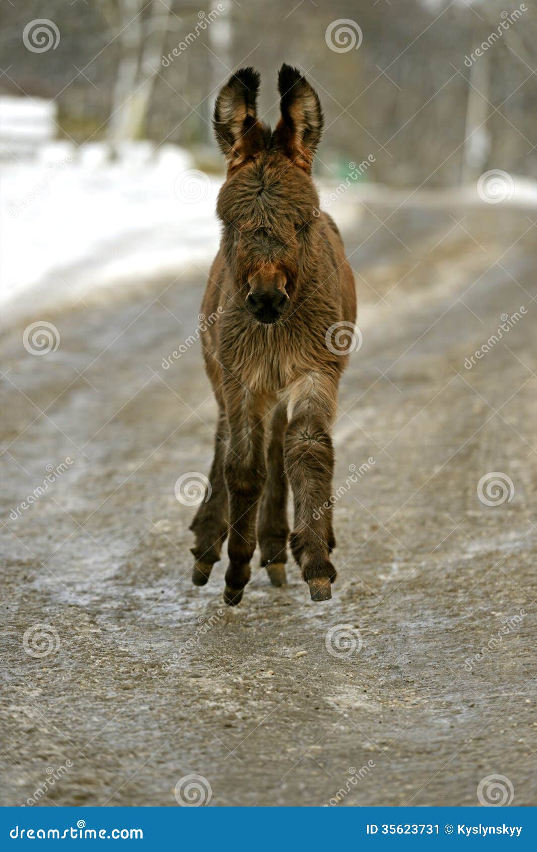 Donkey stock image. Image of donkey, winter, baby, habitat - 35623731