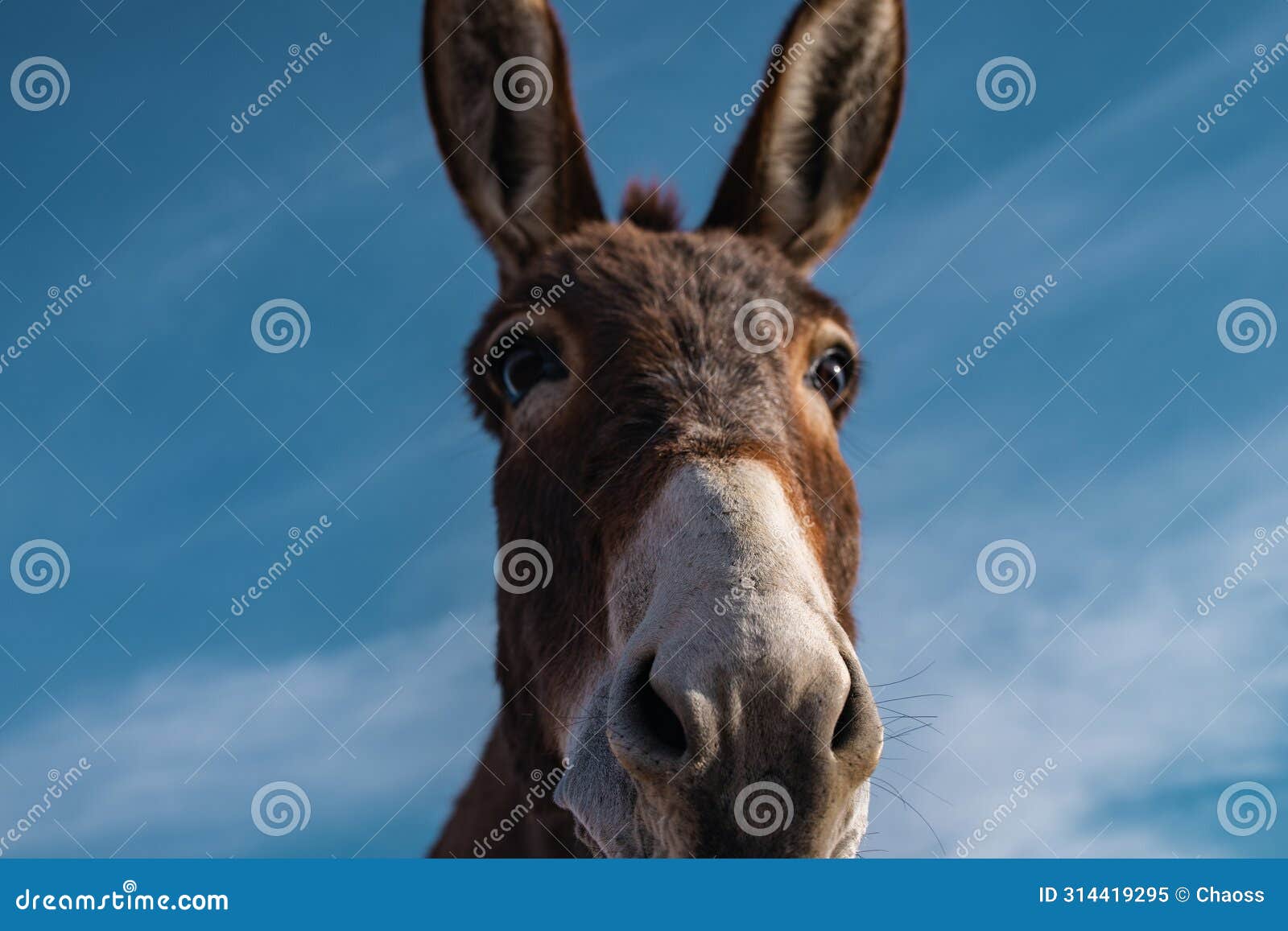 Donkey Portrait on Blue Sky Background Stock Image - Image of outdoors ...