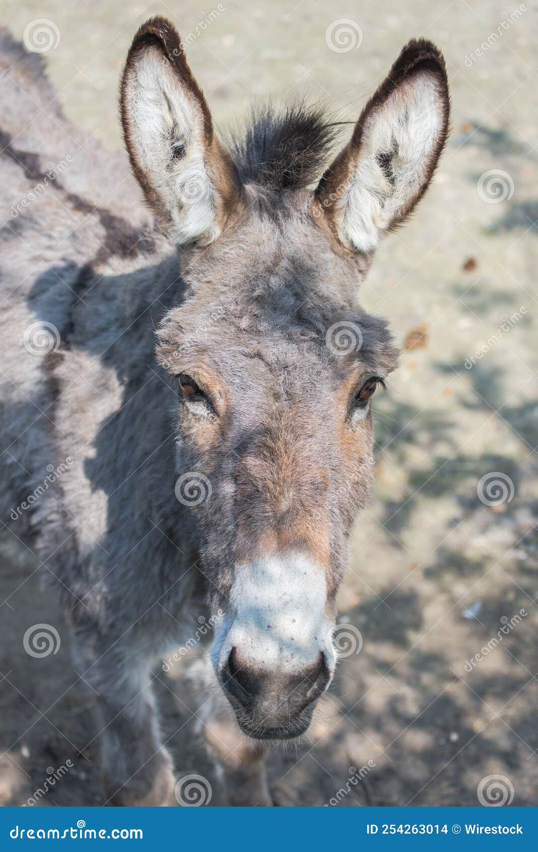 A Donkey , portrait stock photo. Image of cute, head - 254263014
