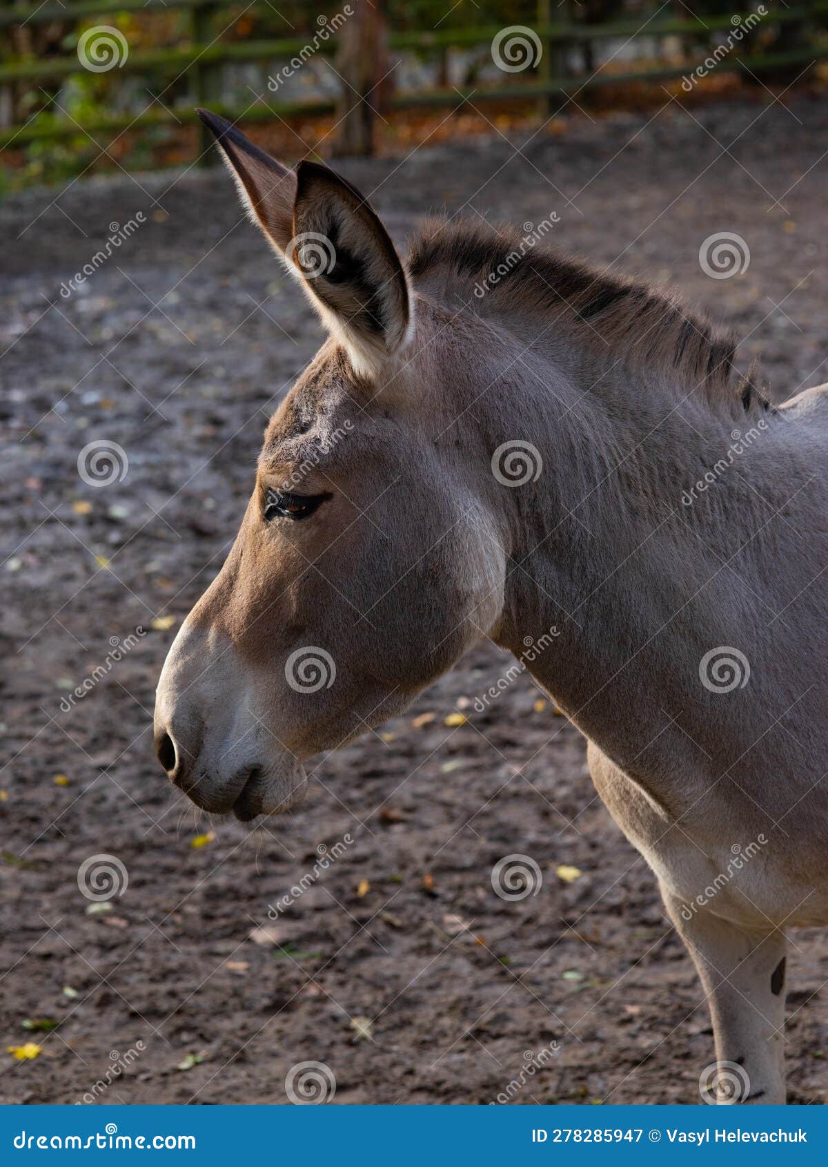 Donkey portrait in farm stock image. Image of whiskers - 278285947