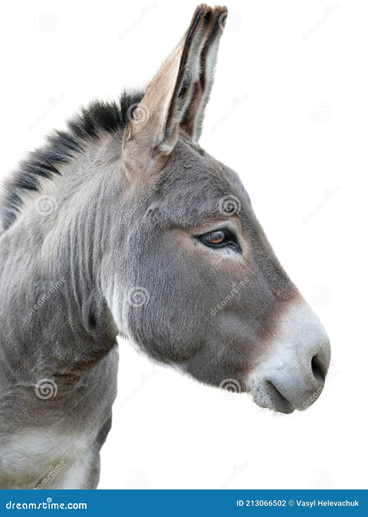 Donkey Portrait Wide-angle Royalty-Free Stock Photo | CartoonDealer.com ...