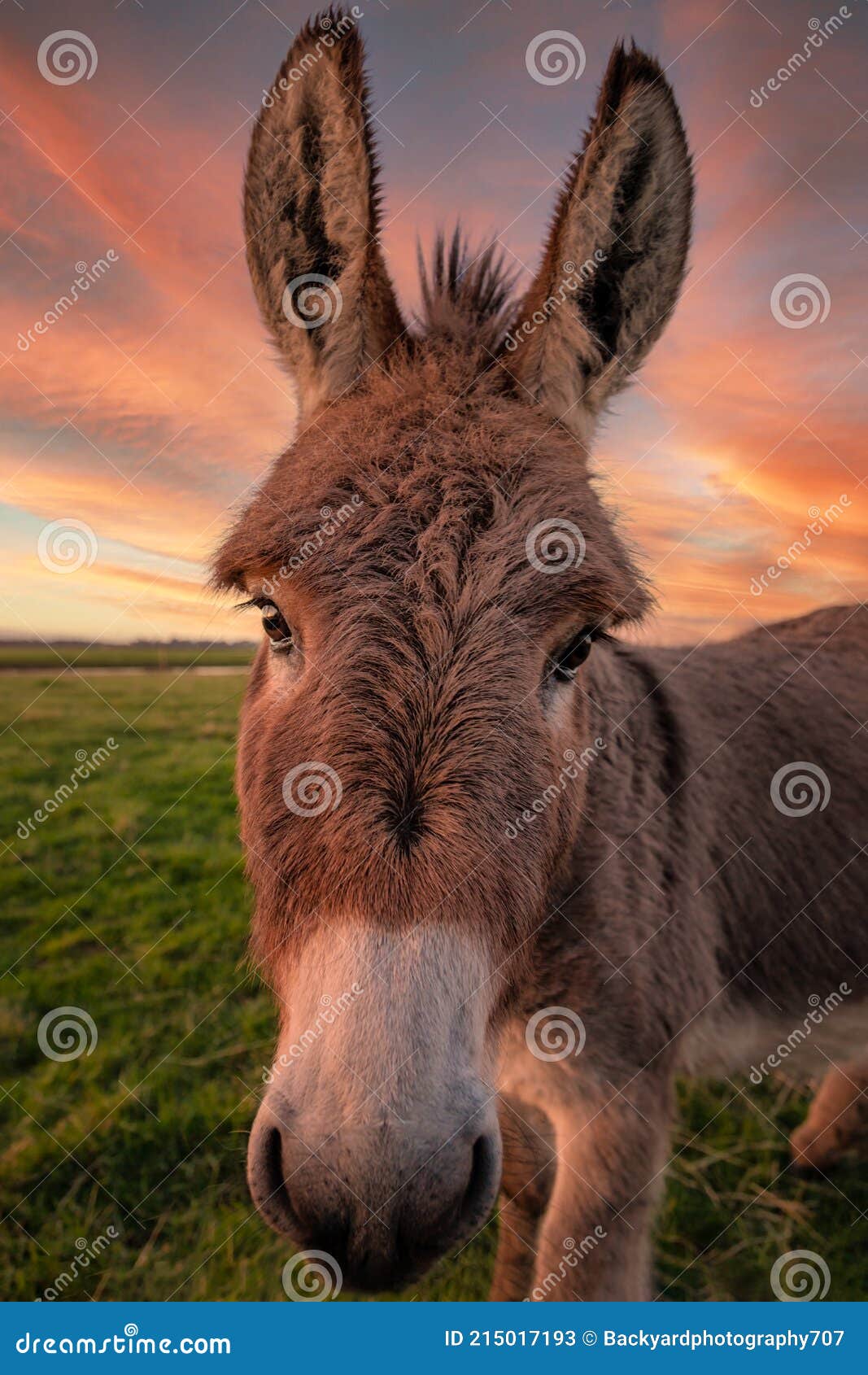 A Donkey Poses for the Camera at Sunset Stock Image - Image of nature ...