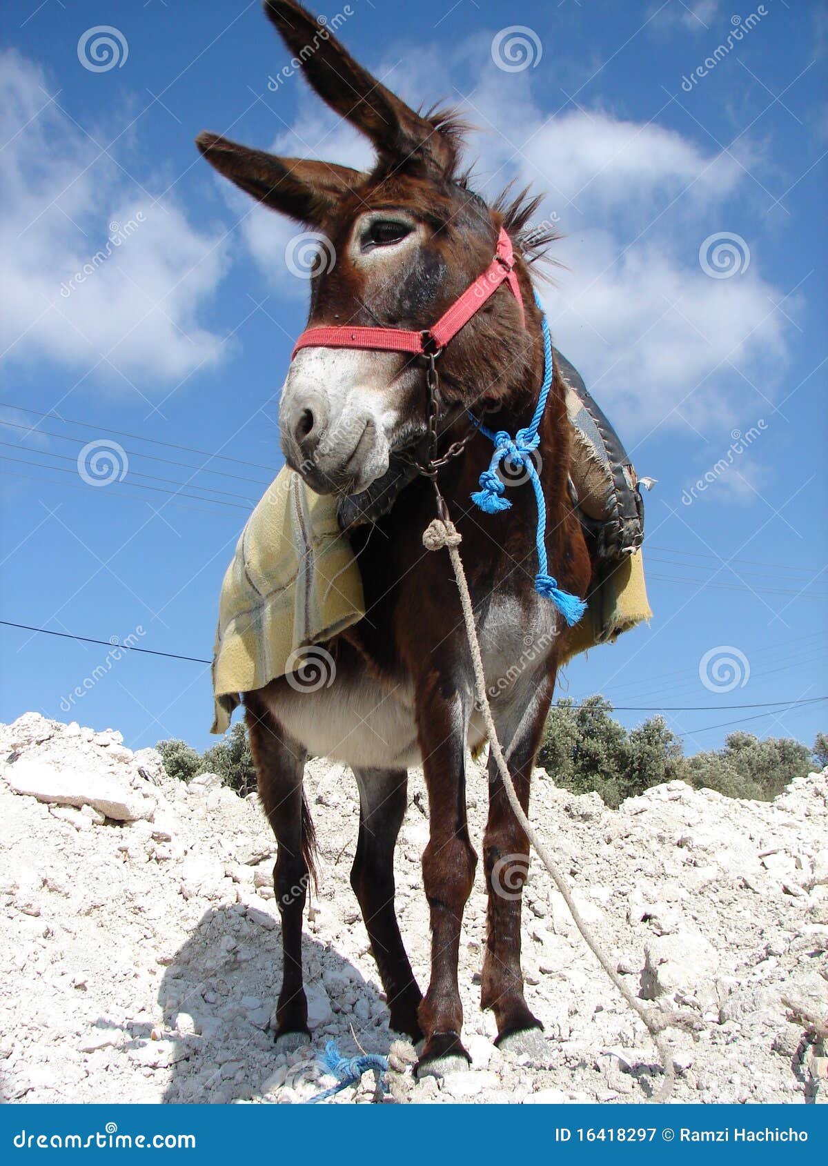 Donkey posing stock image. Image of country, farmland - 16418297