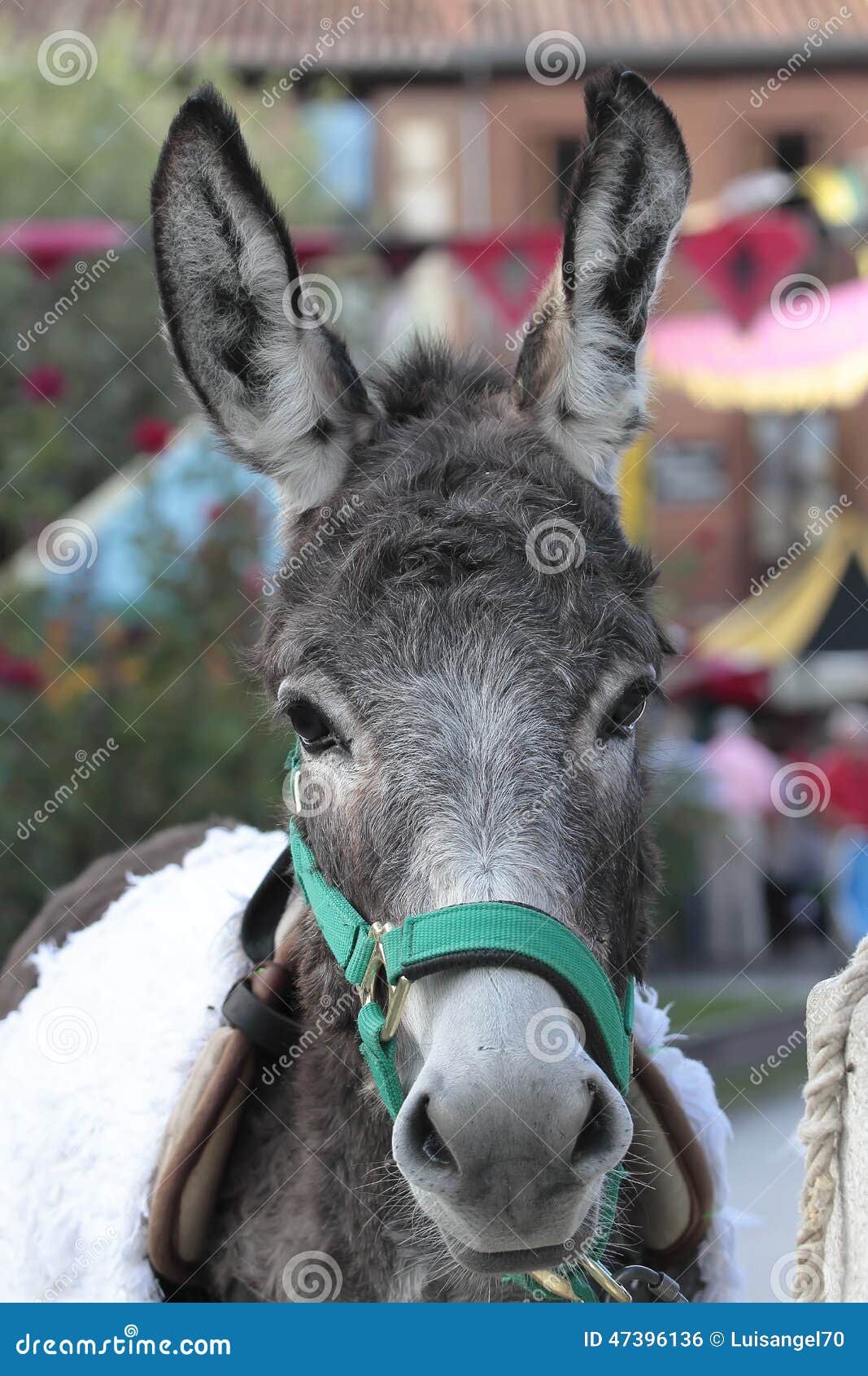Donkey posing stock photo. Image of gray, nature, field - 47396136