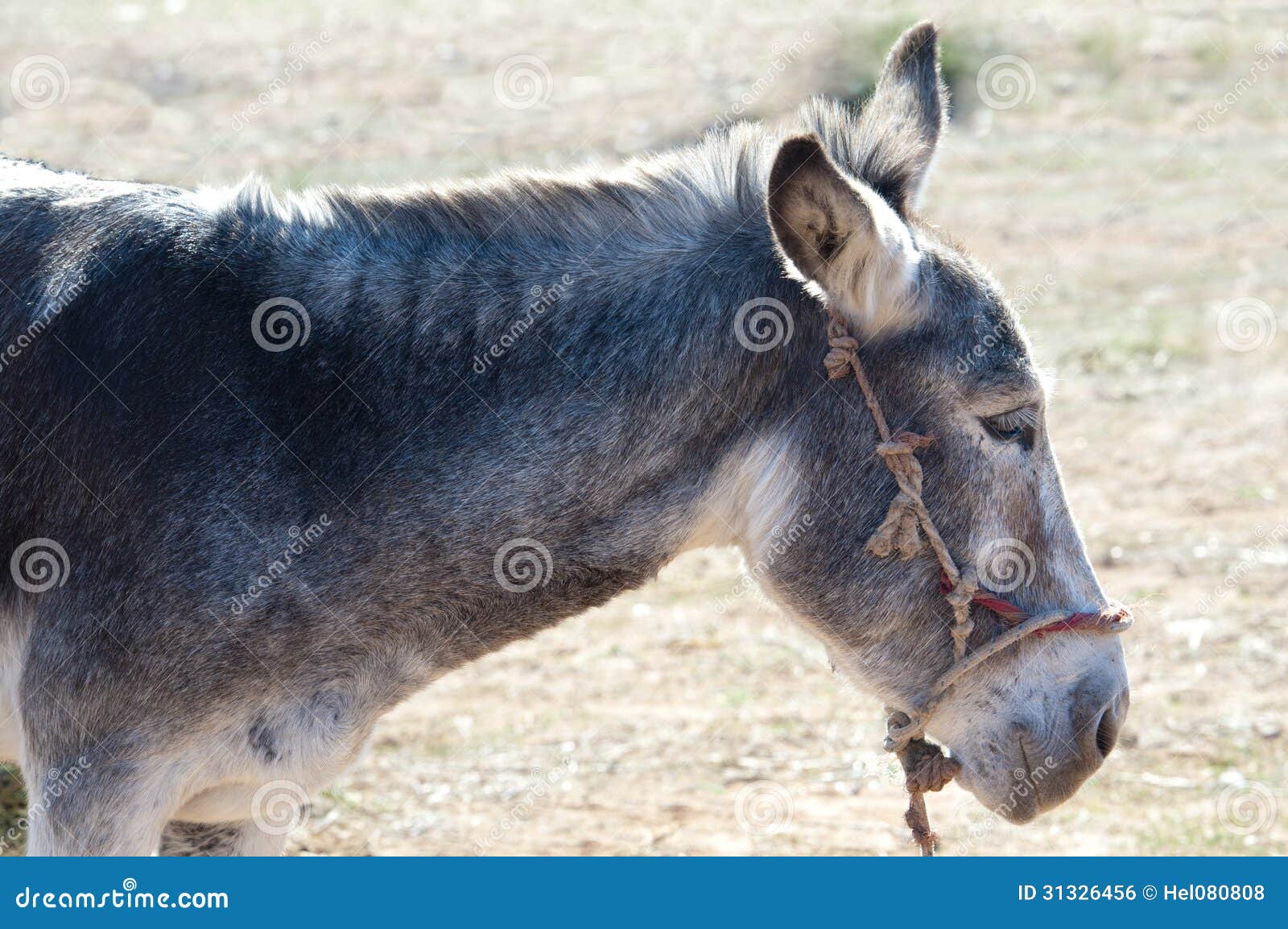 Grey Hinny in Profile, Young Mule, Donkey Stock Photo - Image of hard ...