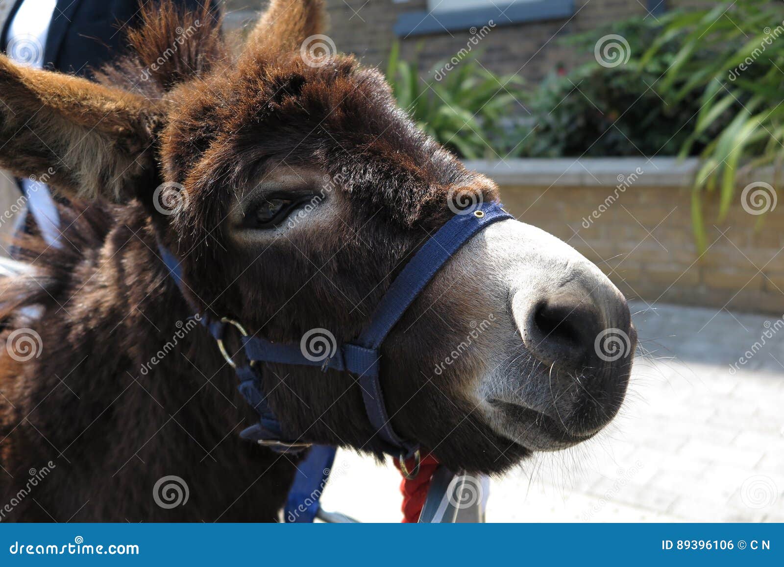 Donkey Profile Side View Portrait In Gray Color Stock Photo ...