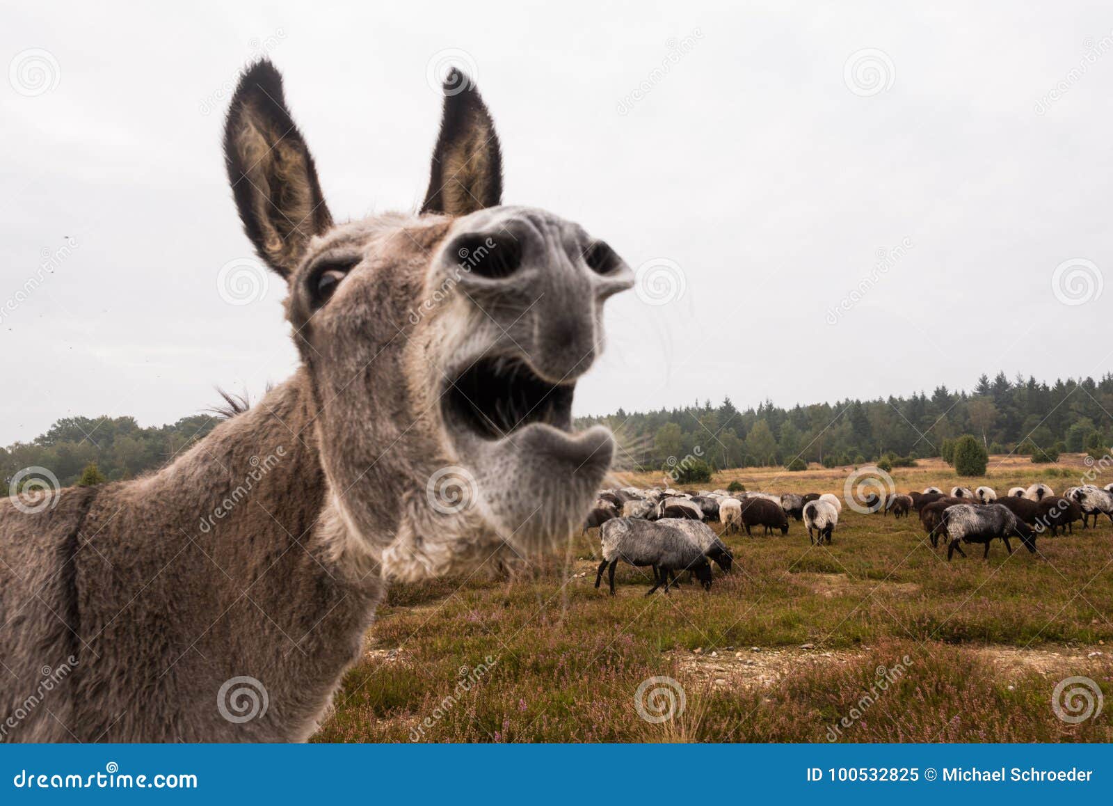 Donkey Protects Sheep Herd from Wolf Stock Image - Image of europe ...