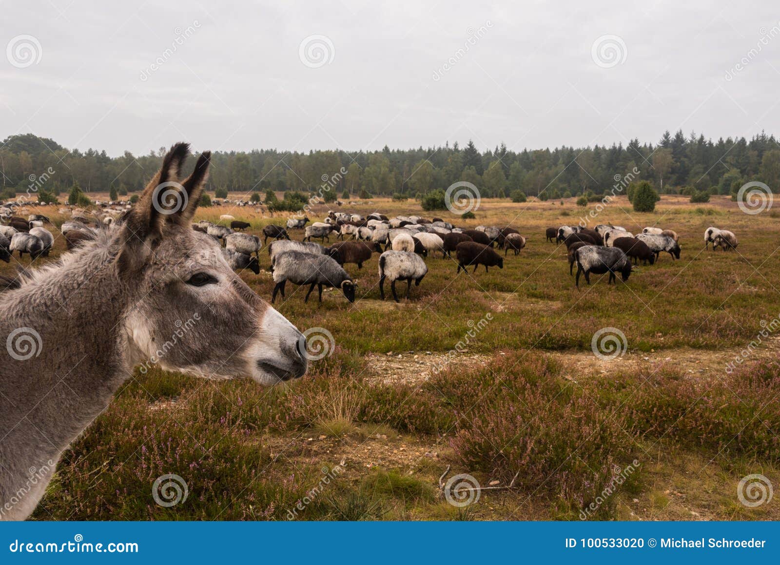 Donkey Protects Sheep Herd from Wolf Stock Photo - Image of animals ...
