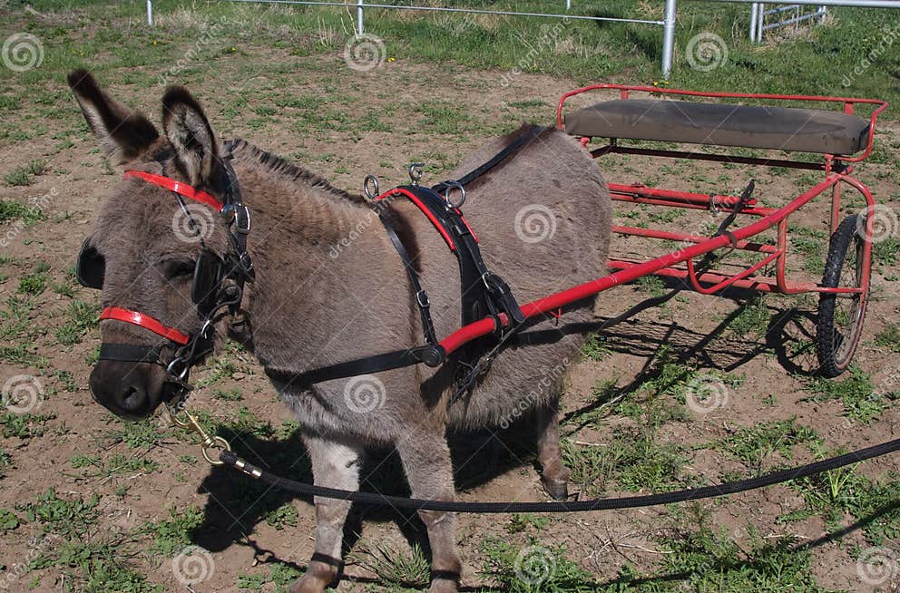 Donkey Pulling Cart stock photo. Image of harness, little - 9338168